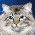 American Bobtail - TICA - The International Cat Association
