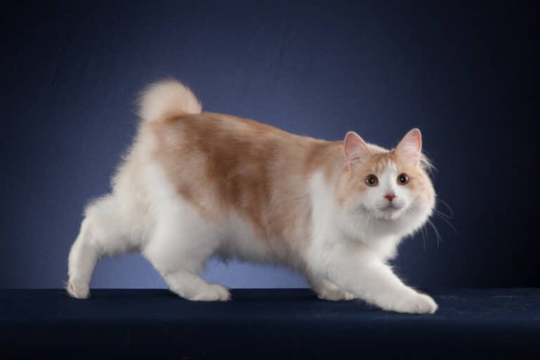 Persian - TICA - The International Cat Association