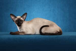 Siamese - TICA - The International Cat Association