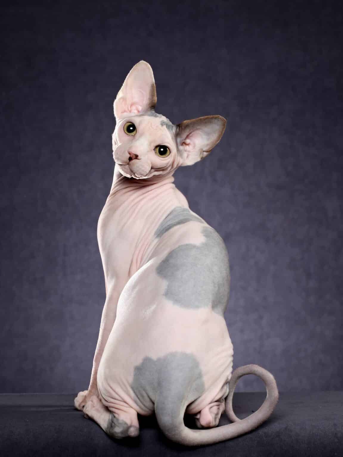 Russian Blue - TICA - The International Cat Association