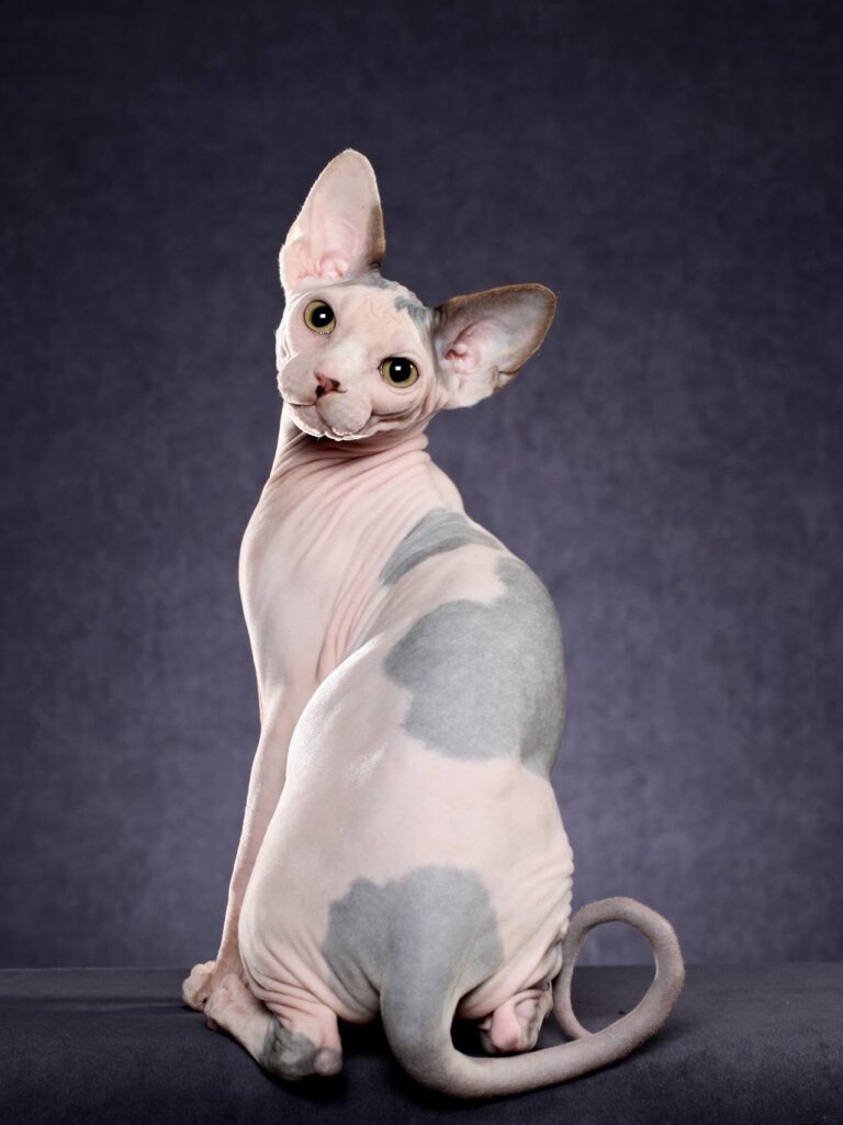 How should I introduce a new cat to my existing cat? - TICA - The ...