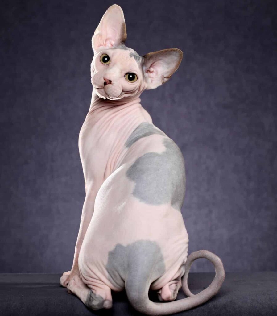 Sphynx - TICA - The International Cat Association