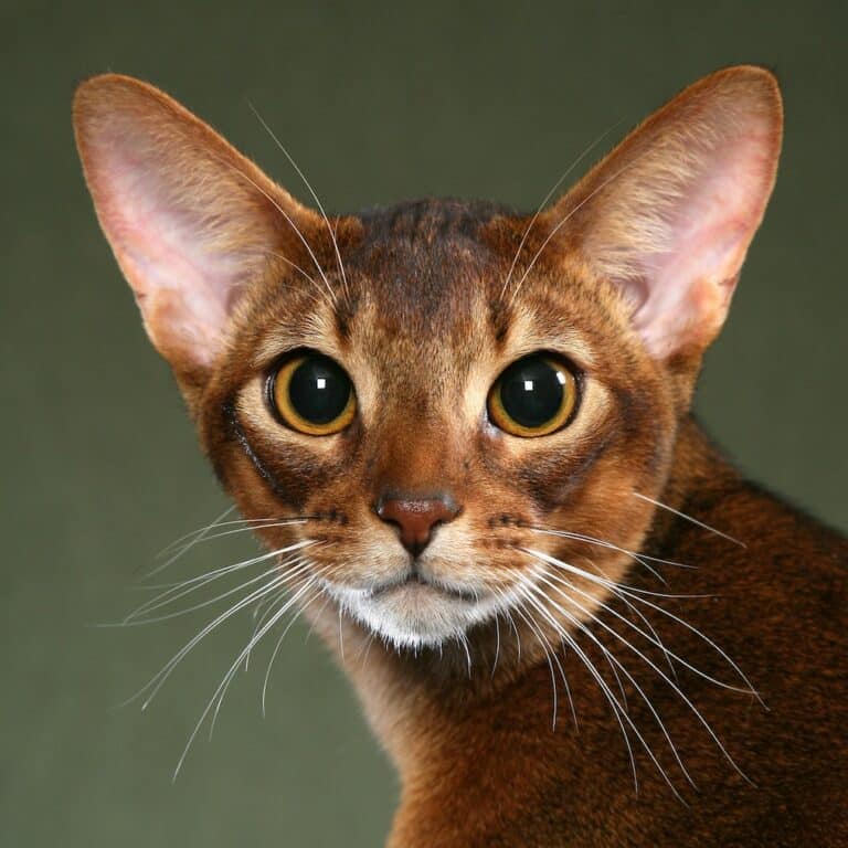 Abyssinian - TICA - The International Cat Association