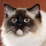 Ragdoll - TICA - The International Cat Association