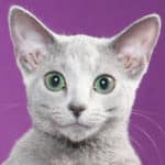 Russian Blue - TICA - The International Cat Association