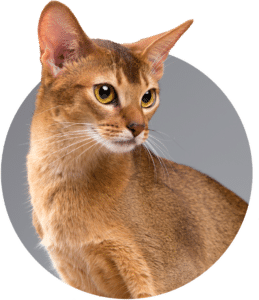 Coat Color: Agouti Modifiers - TICA - The International Cat Association