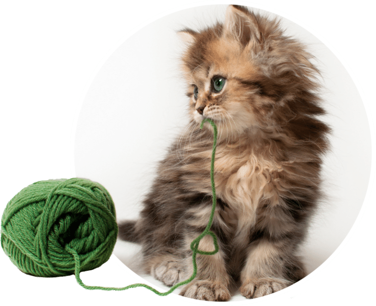 TICA Cat Insurance - TICA - The International Cat Association