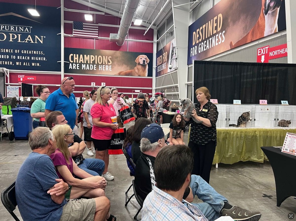 Cat Shows For Visitors - TICA - The International Cat Association