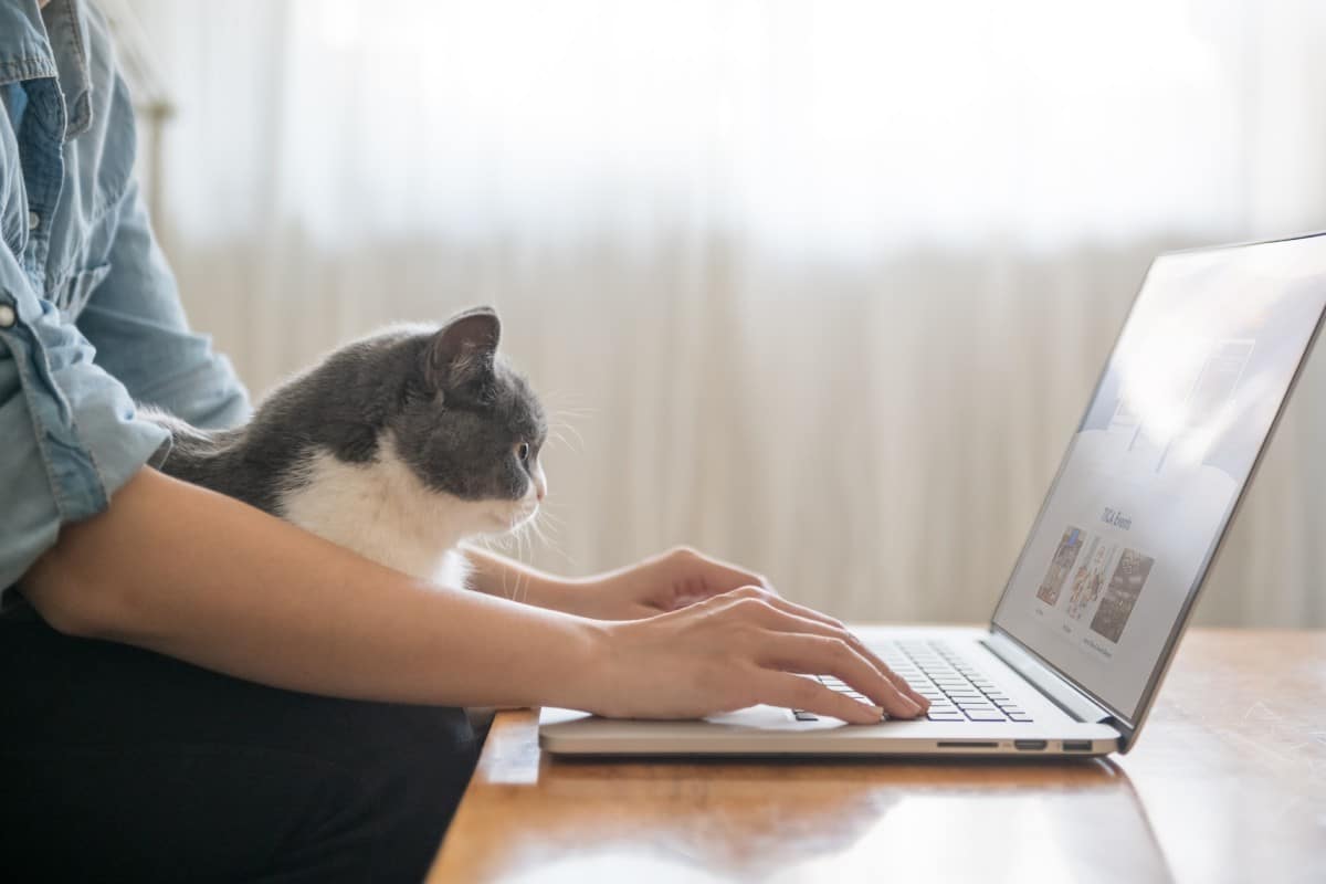 Breed Seminars - TICA - The International Cat Association