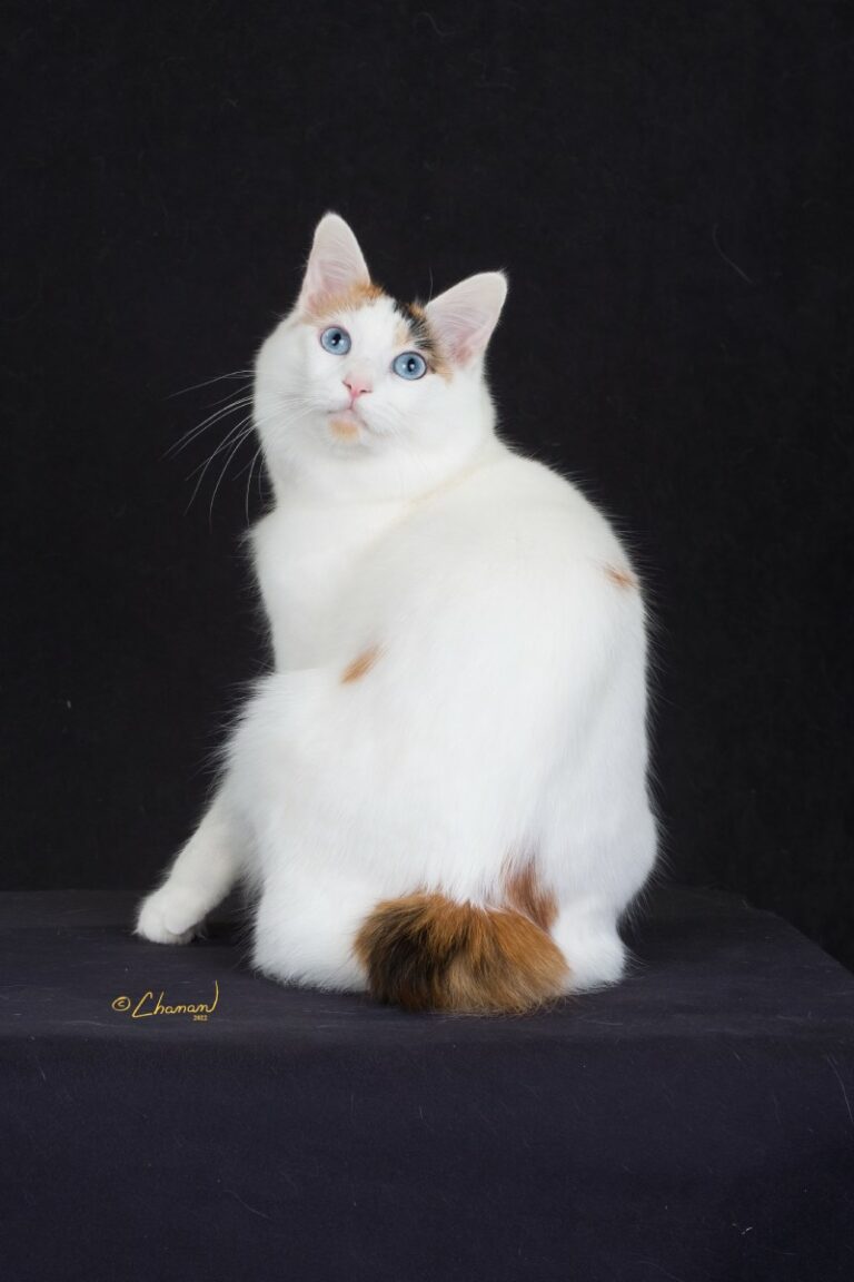 2023 Top 25 Winning Cats & Kittens - TICA - The International Cat ...