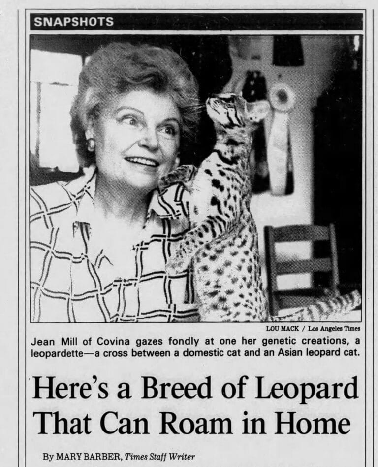 Bengal Breed History - TICA - The International Cat Association