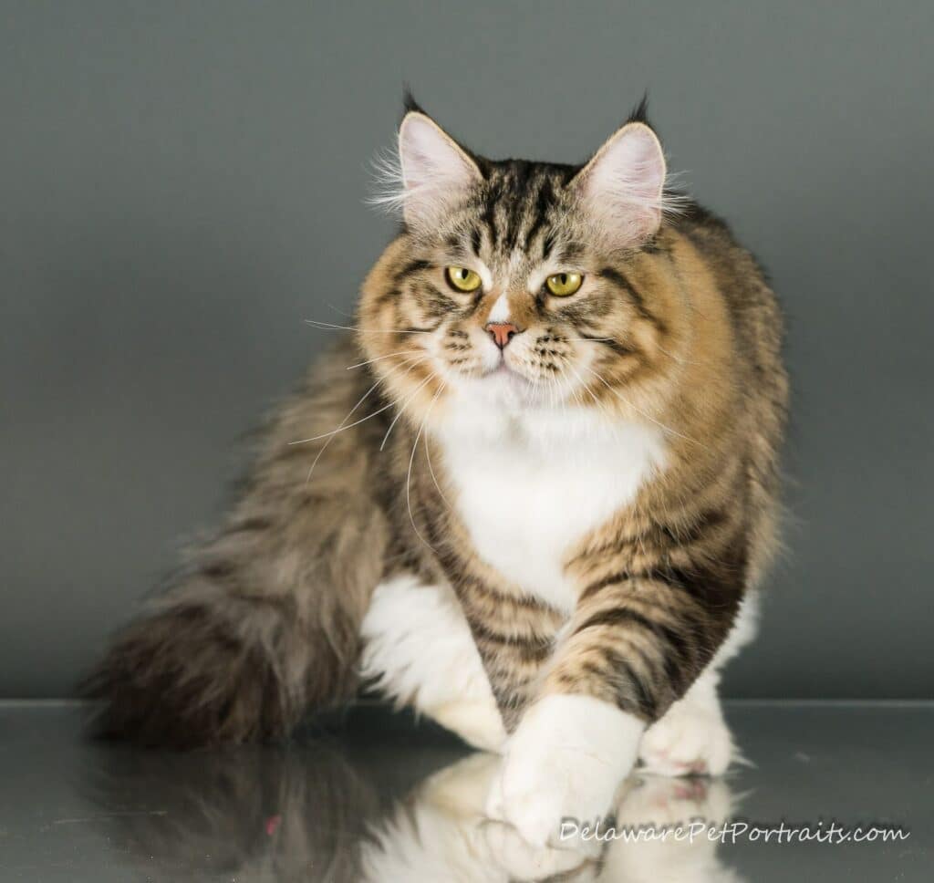 Altai - TICA - The International Cat Association