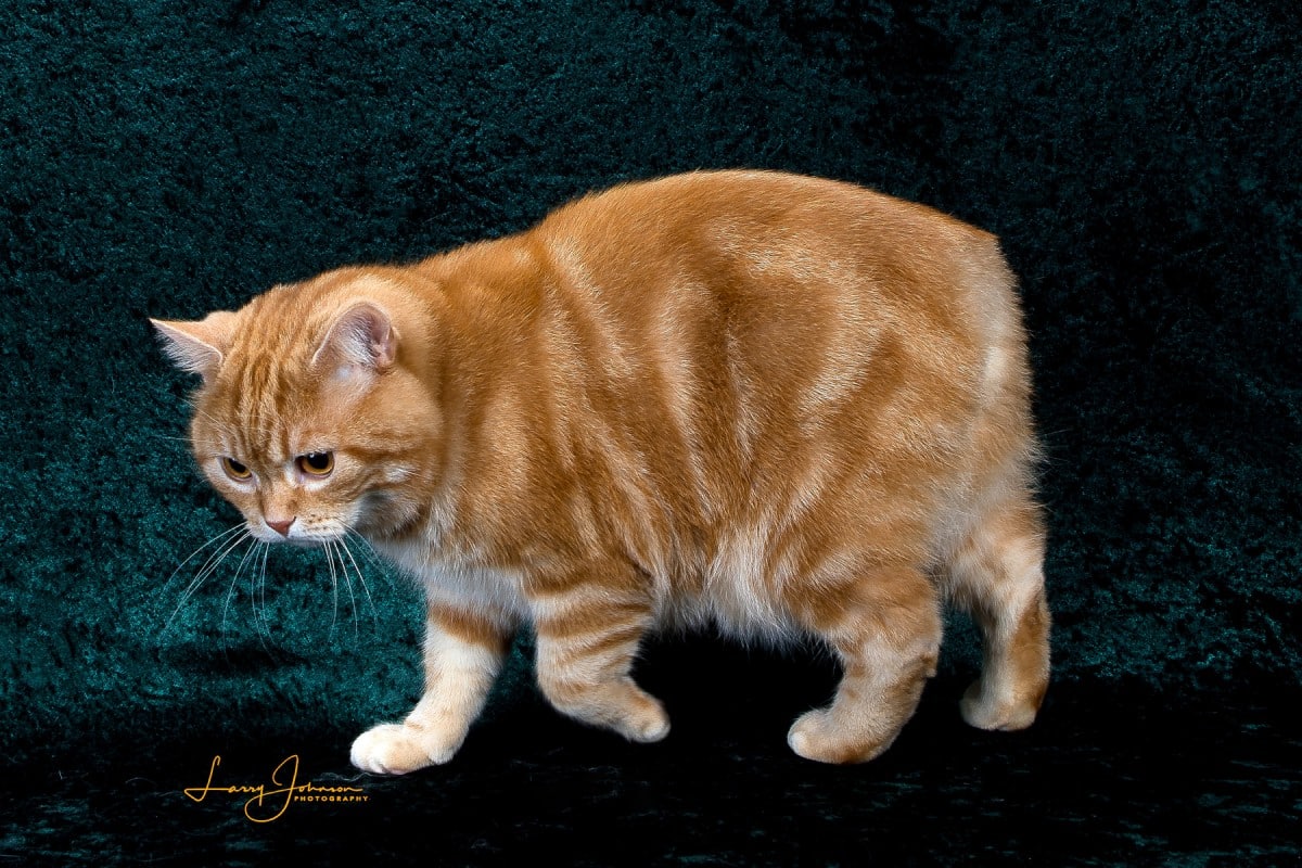 LA BW SGC Faerietail Rubicon Of Catsanhata - TICA - The International ...