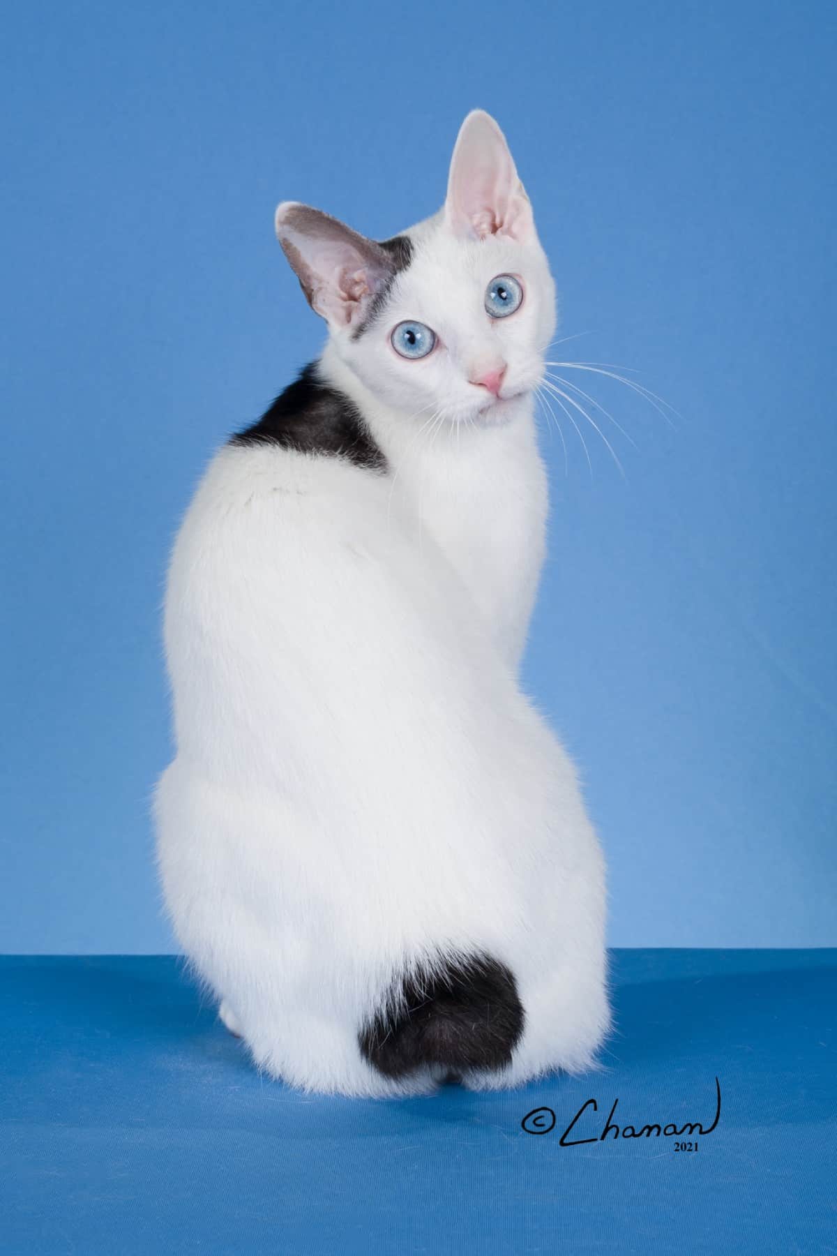 LA BW SGCA Ginchika Hakuna Matata - TICA - The International Cat ...