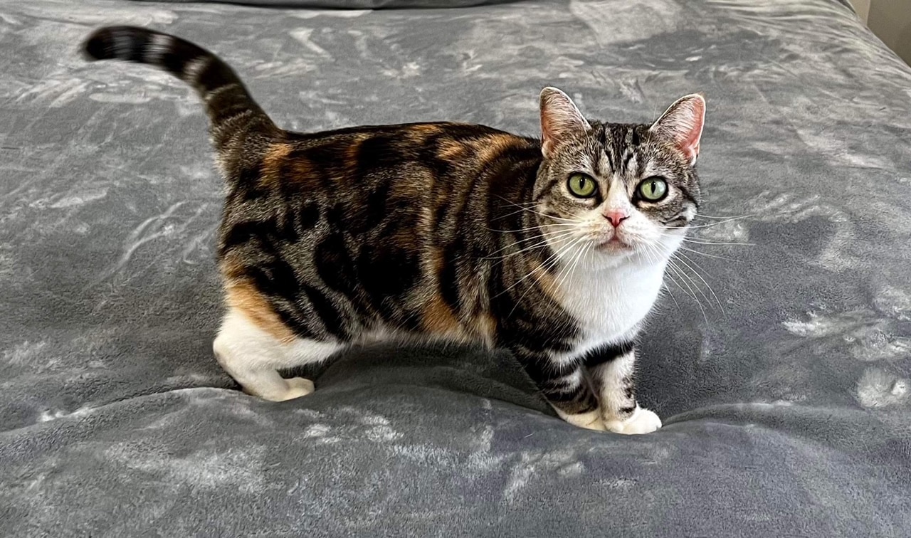 LA BW SGCA Willowblue Miss Dior Of Chrischat - TICA - The International Cat Association