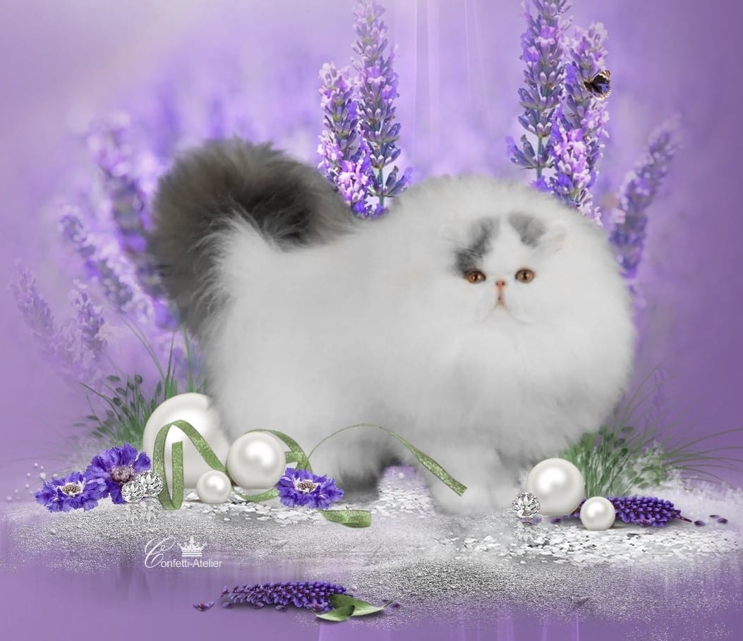 LA BW SGCA Elviskitkat Yahto Luna Remington - TICA - The International ...