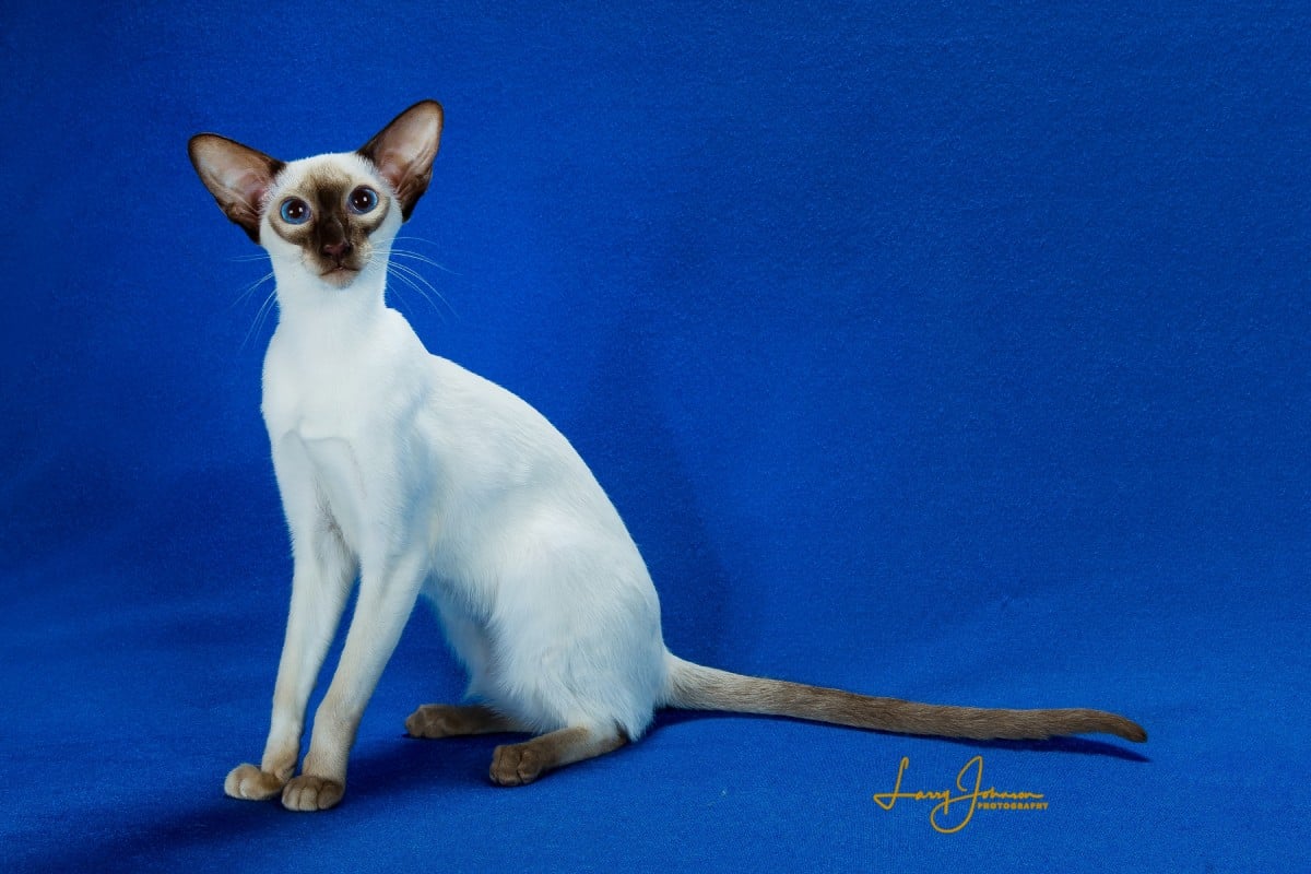 LA BW SGC Olden Joy's Crystal/wc - TICA - The International Cat Association