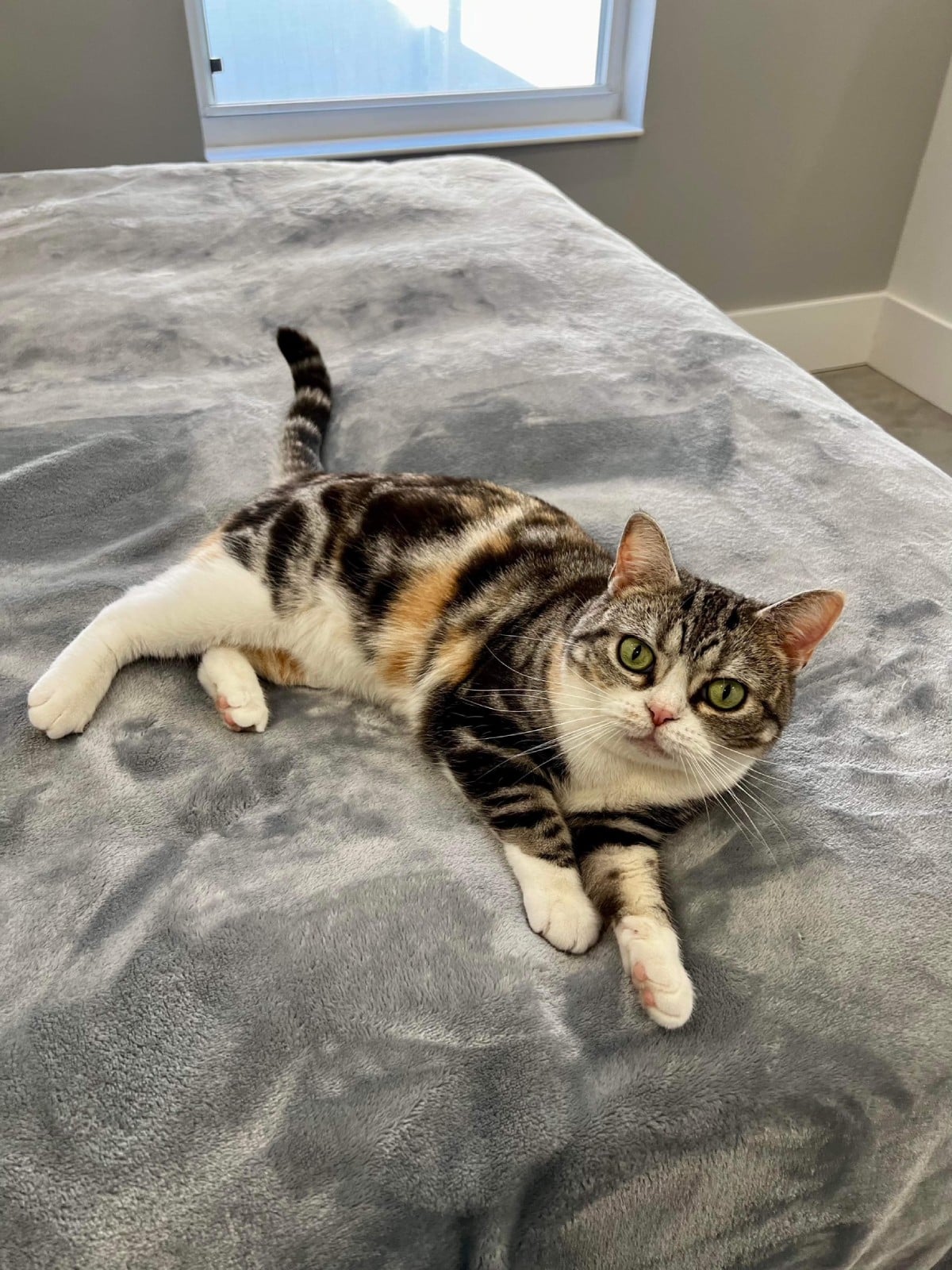 IW BW SGCA Willowblue Miss Dior Of Chrischat - TICA - The International Cat Association