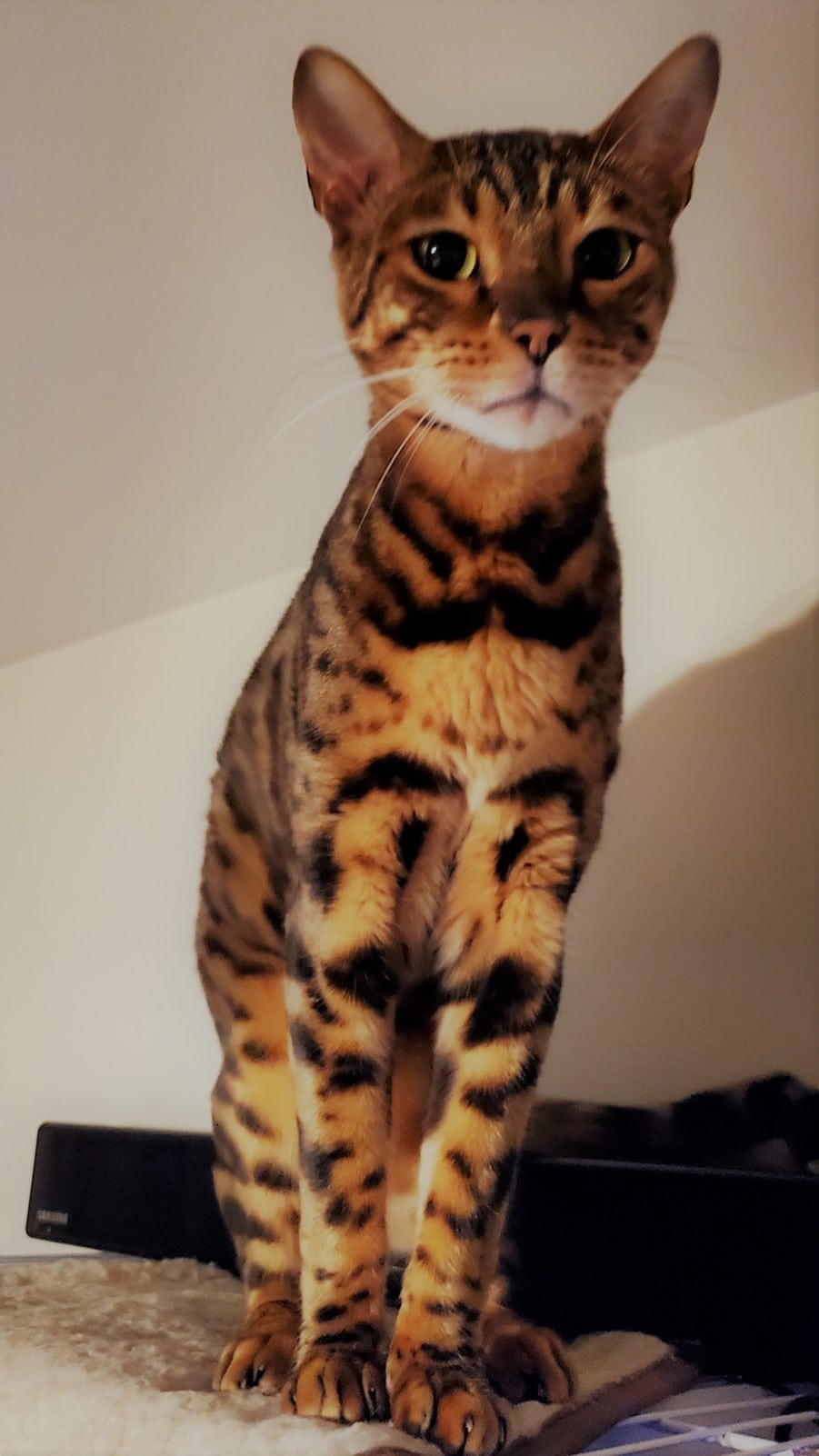 RW BW QGCA Tailspin Ruger In Full Auto - TICA - The International Cat ...