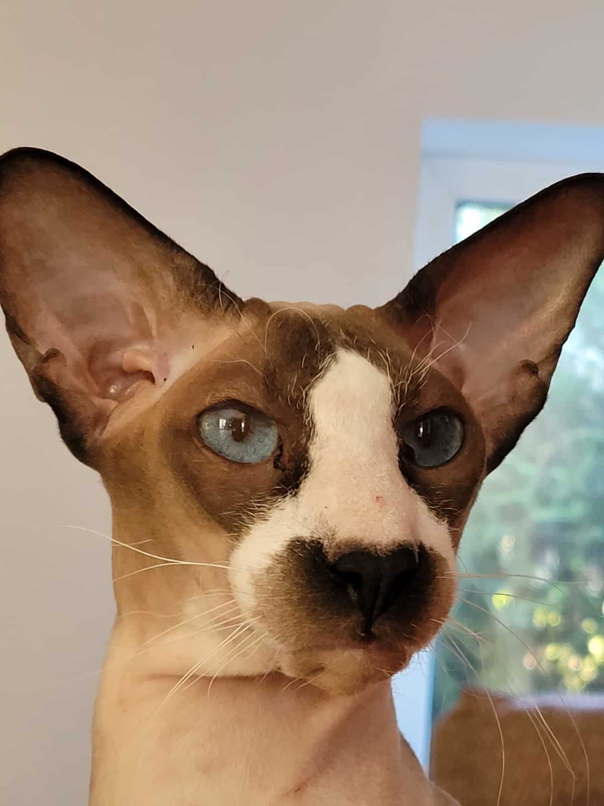 RW BW SGC Beyondlimits Kimmich - TICA - The International Cat Association