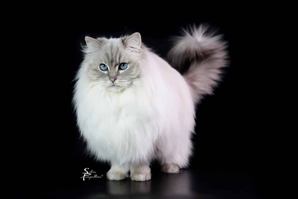 IW SGM Ragedee Sapphire N Steele - TICA - The International Cat Association