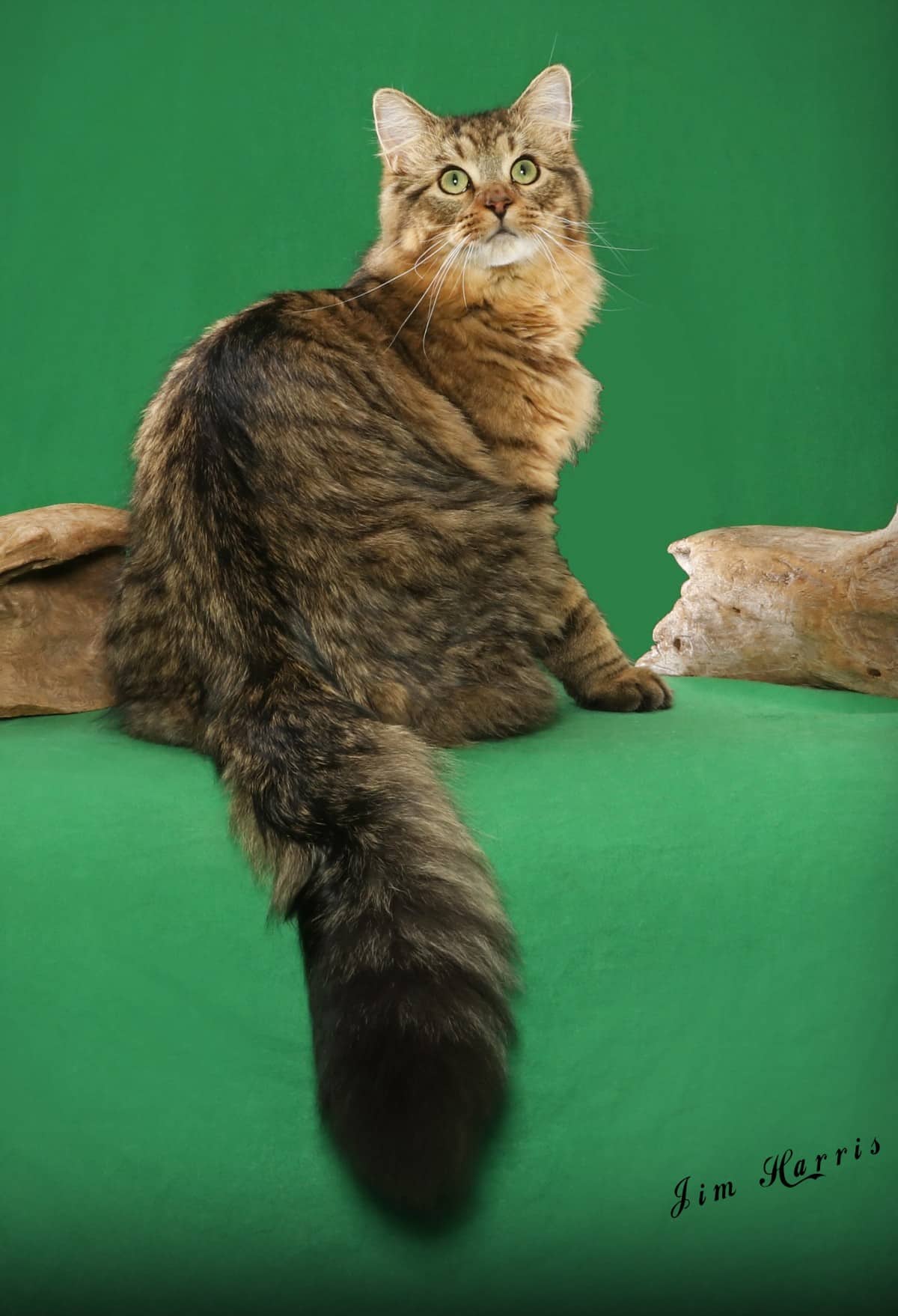 LA SGM Wicket Wystri - TICA - The International Cat Association