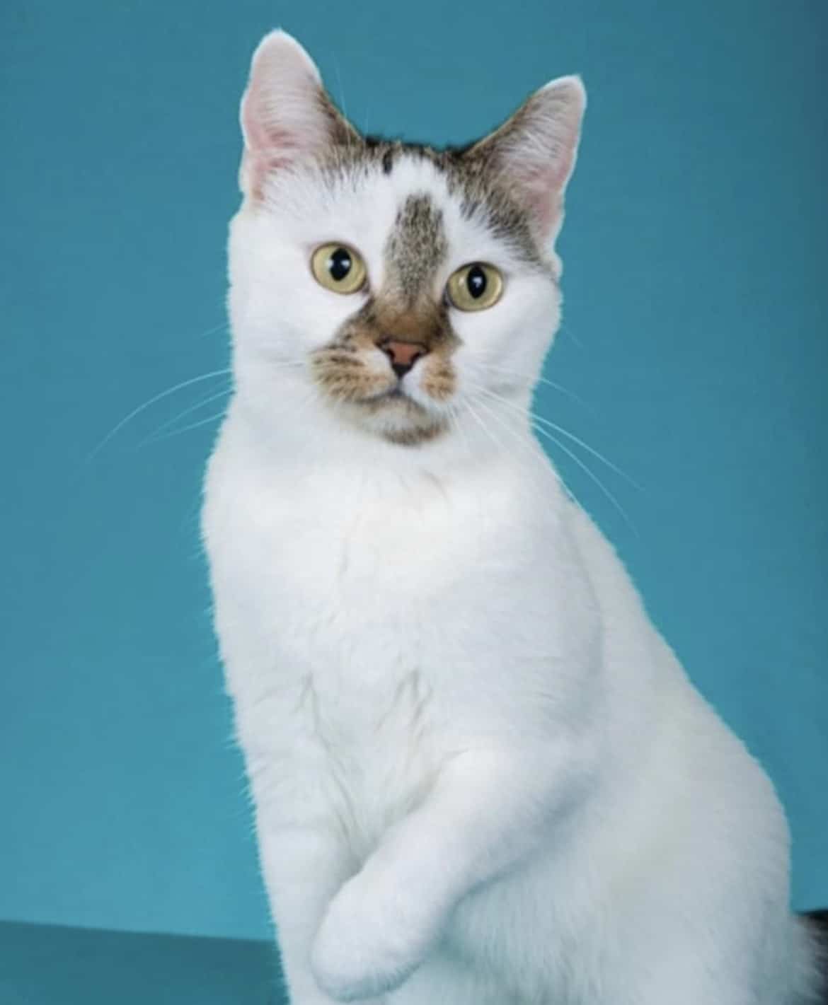 IW SGM Isla Tabby Tail - TICA - The International Cat Association