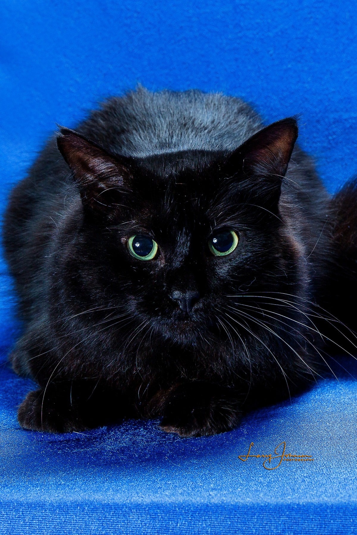 IW SGM Hepcat - TICA - The International Cat Association