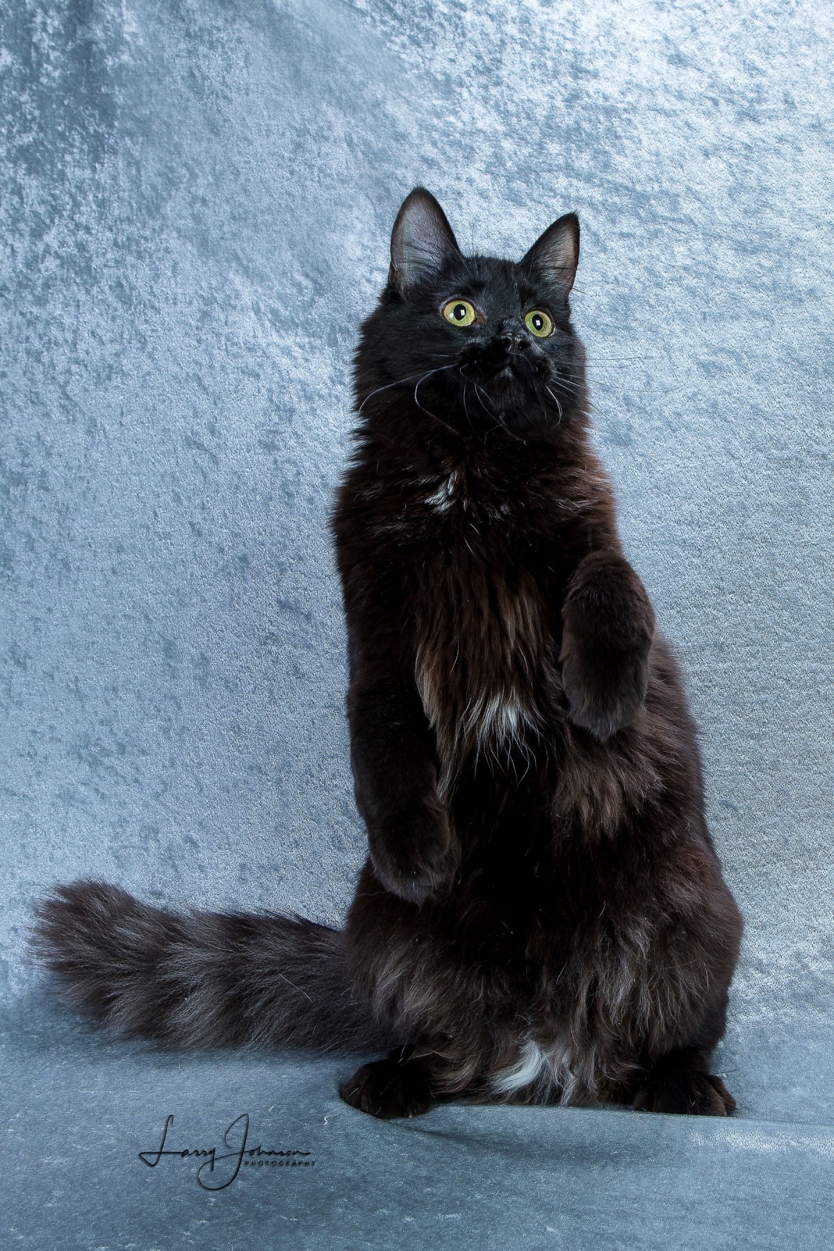 IW Im Allergic To Color Of Wigglebutt - TICA - The International Cat ...