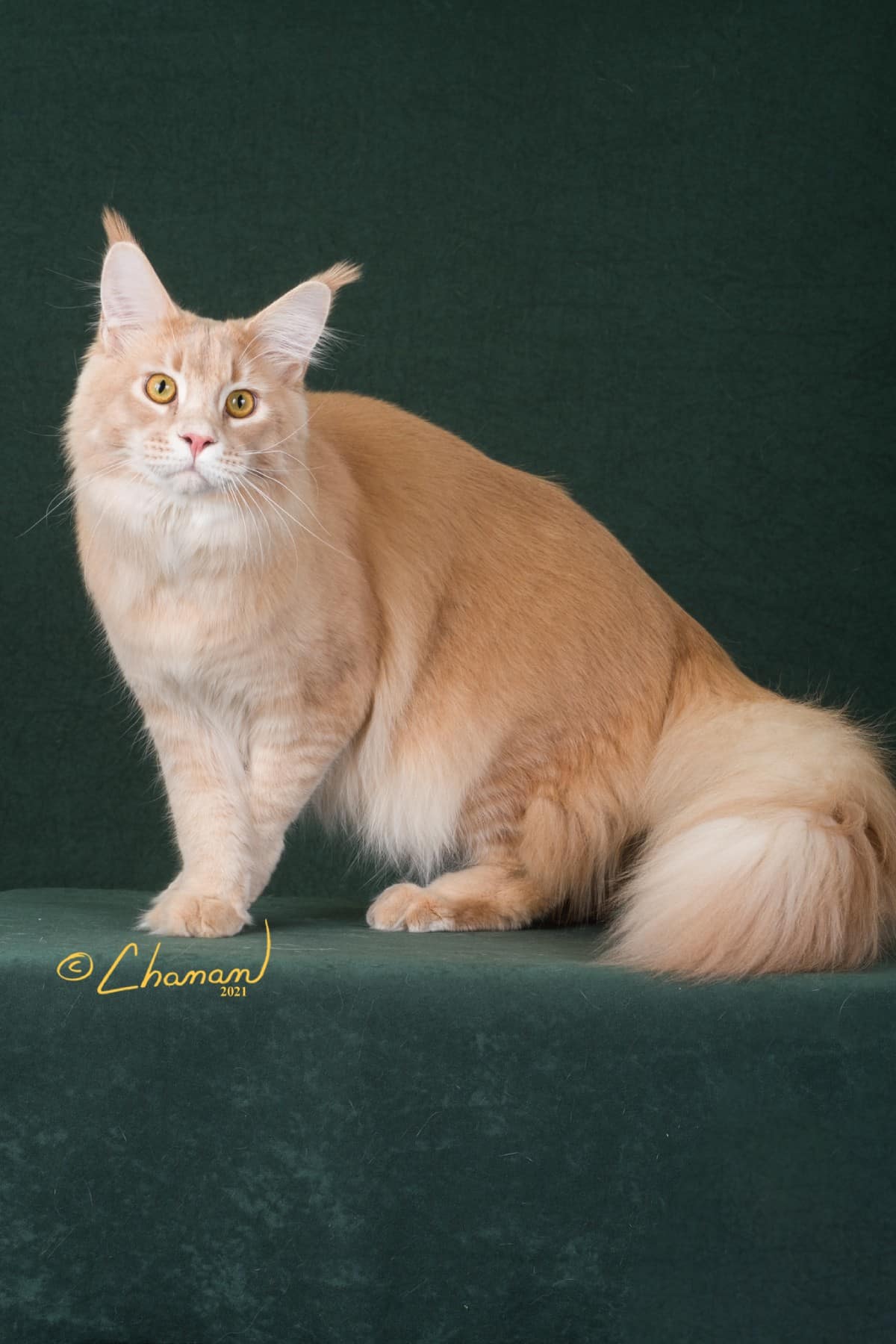 IW SGC Bigrivercoon Pale Rider - TICA - The International Cat Association