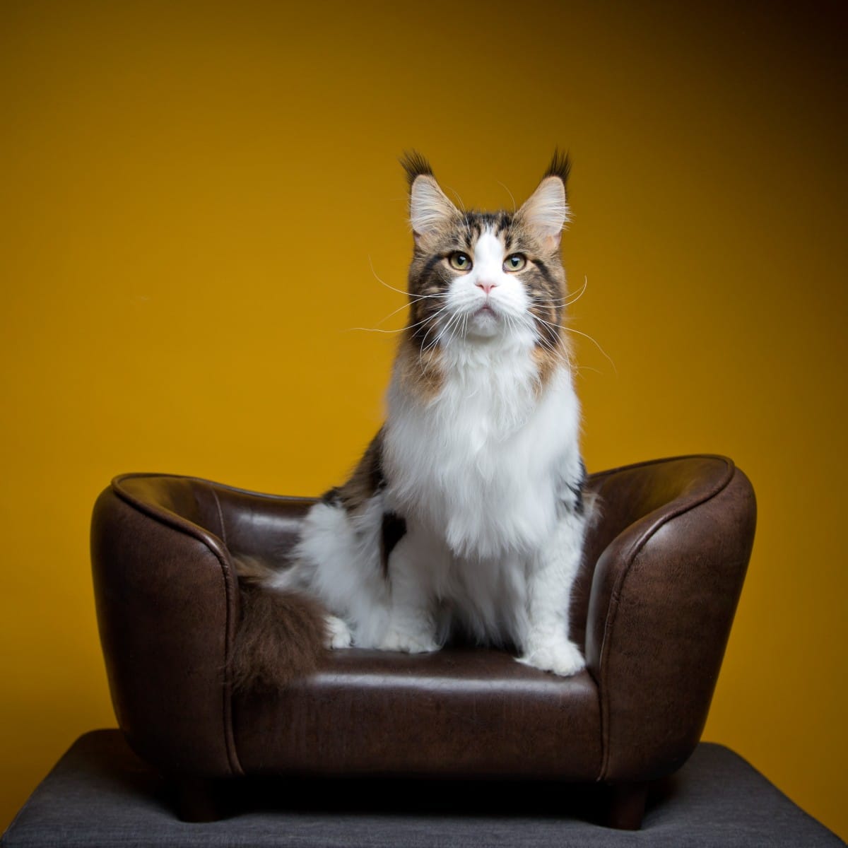 IW Purrcificoon Milo Jack - TICA - The International Cat Association