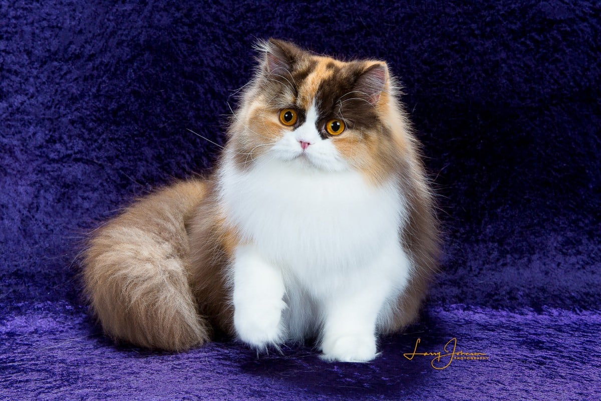 IW BW SGC Enchantedpaws Harley Quinn - TICA - The International Cat ...