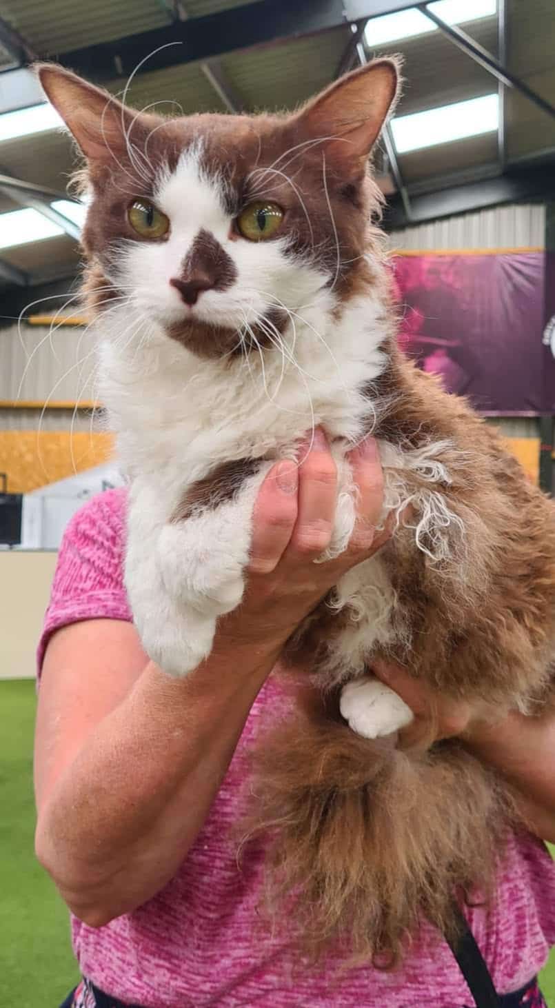 RW BW SGC Crystalclear Choc-a Doodlebug/id - TICA - The International ...