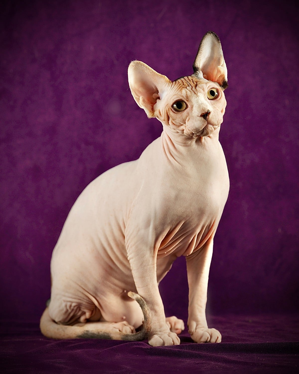 LA SGC Destynys Ray O Light - TICA - The International Cat Association