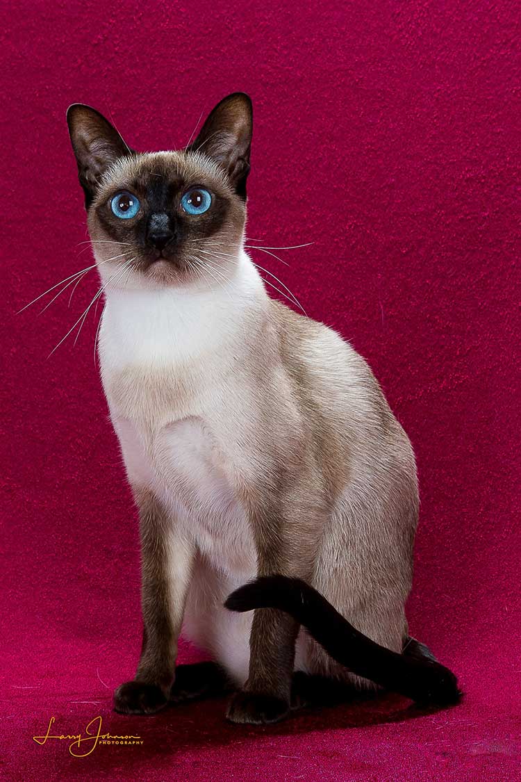 RW BW Alicats Coralynne - TICA - The International Cat Association