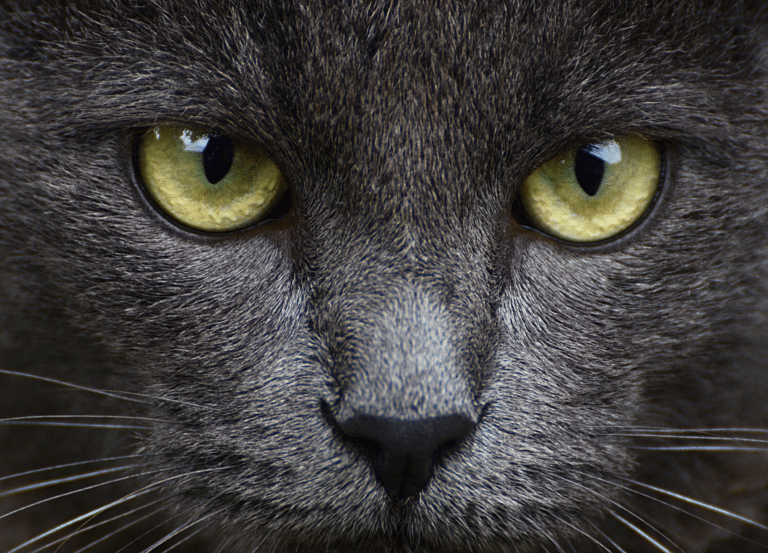 Decoding Cat Vision: How Our Feline Friends See the World - TICA - The ...