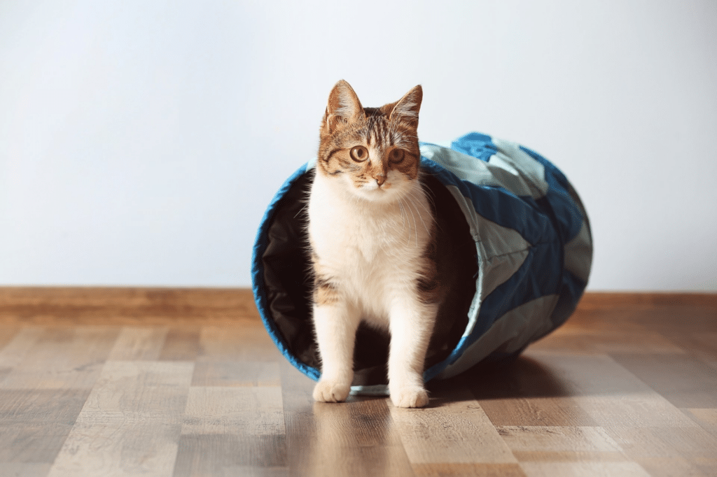 What toys are safe and enjoyable for cats? - TICA - The International ...
