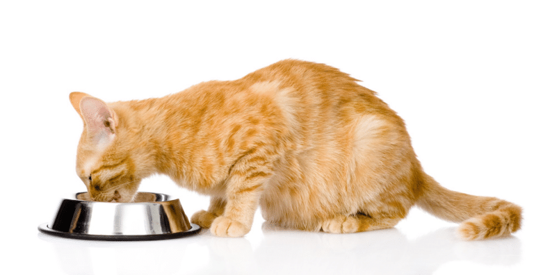 What can cats taste? - TICA - The International Cat Association