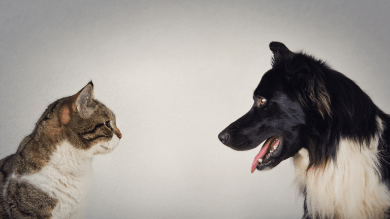 The Eternal Debate: Cats vs. Dogs - Exploring the Age-Old Rivalry ...