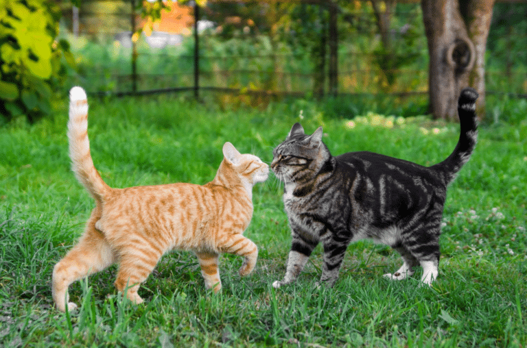 Decoding Feline Speak: How Cats Communicate with Each Other - TICA ...
