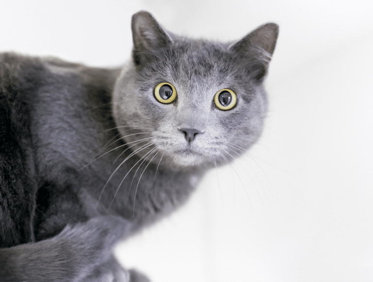 Cracking the Code: How Cats Communicate with Humans Through Visual and ...