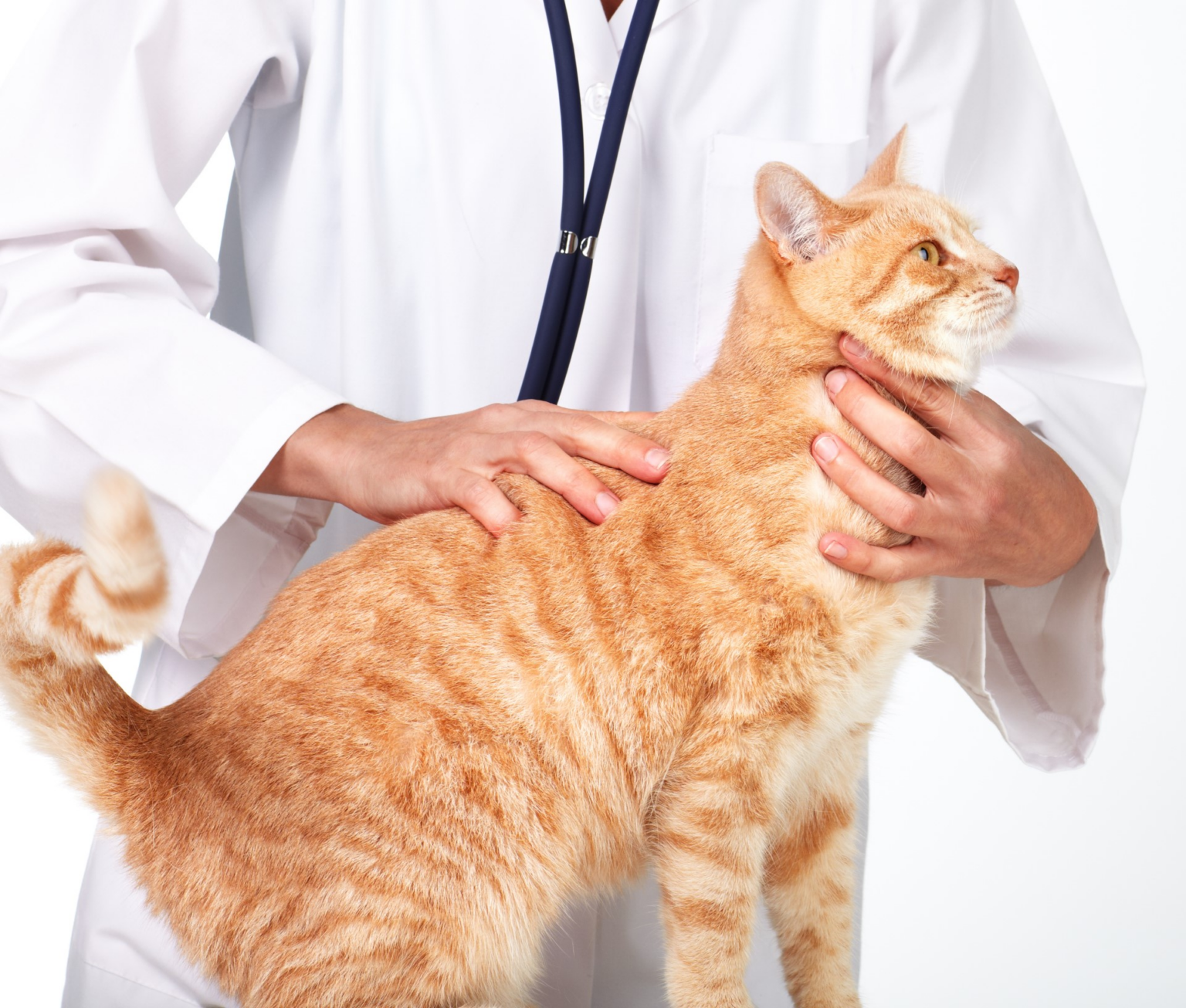 Common Health Issues in Cats - TICA - The International Cat Association