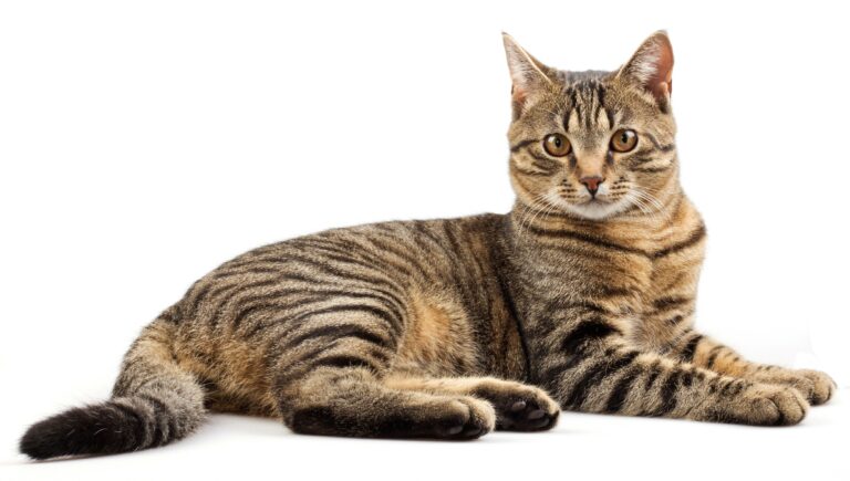 Demystifying Tabby Cats: Understanding Their Unique Characteristics and ...