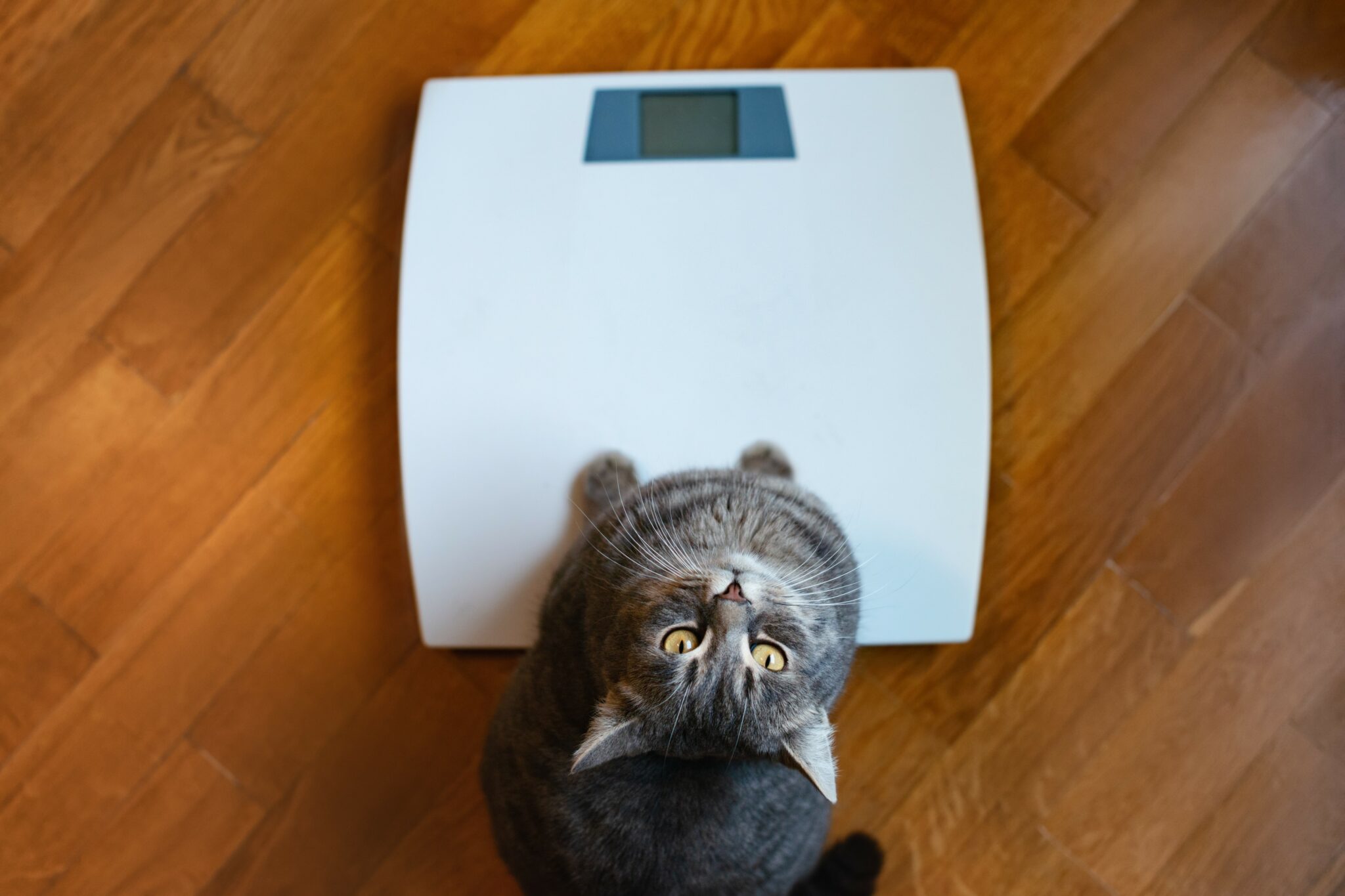 Why is my cat losing/gaining weight? Understanding Weight Changes in ...
