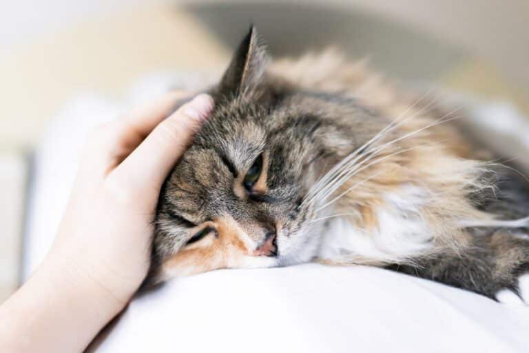 How can I tell if my cat is in pain? Recognizing Signs of Pain in Your ...