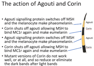 Coat Color: Agouti Modifiers - TICA - The International Cat Association