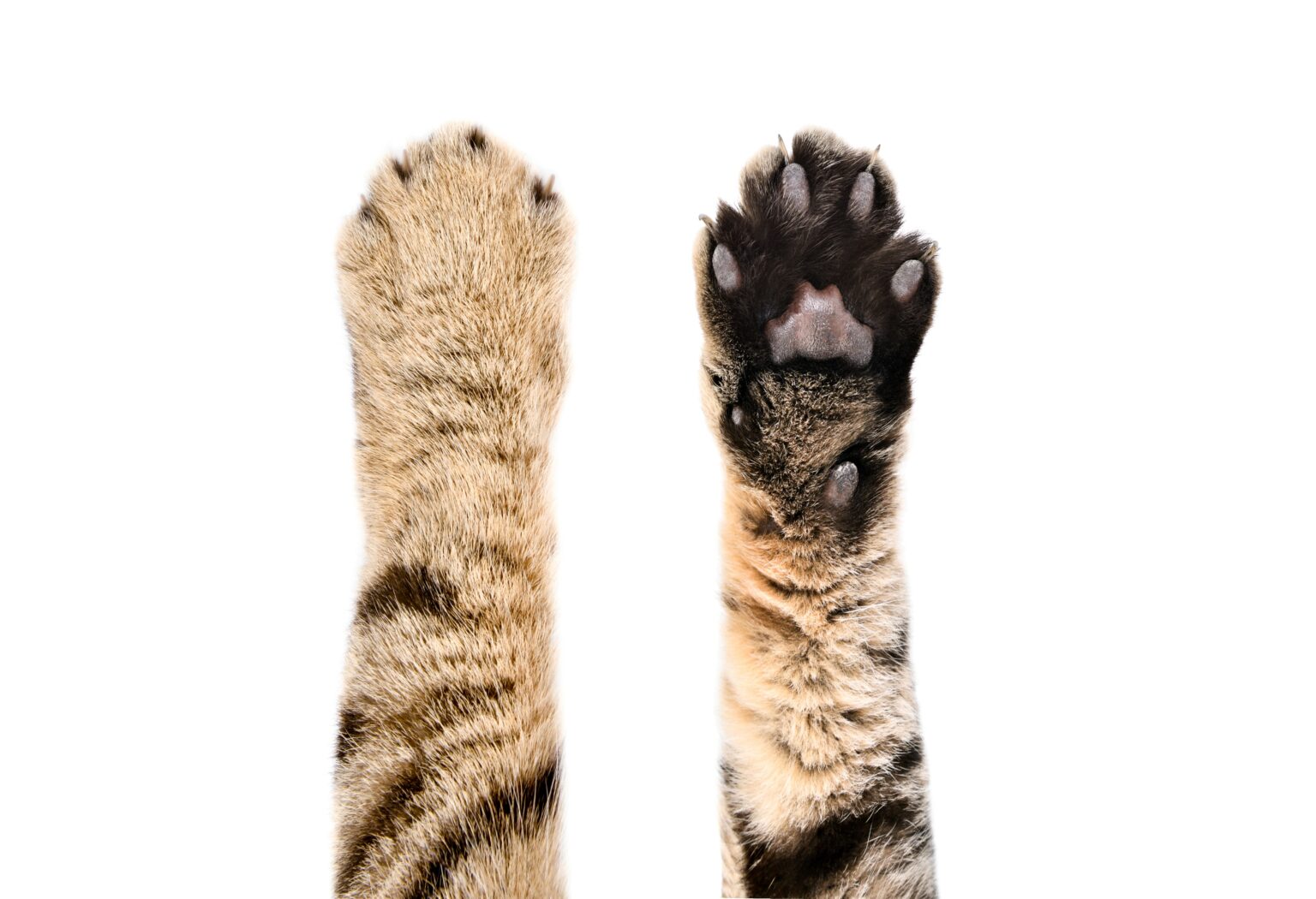 The Pawsome Mystery Unveiled: How Many Toes Does a Cat Have? - TICA ...