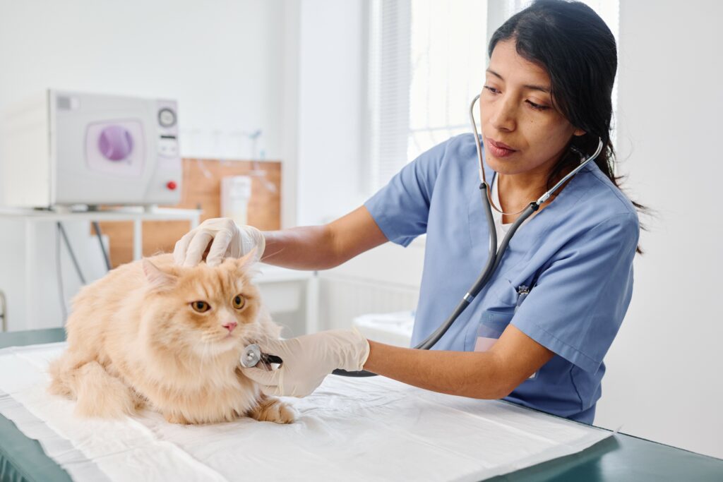 Understanding the Vital Signs of Cats: A Comprehensive Guide - TICA ...
