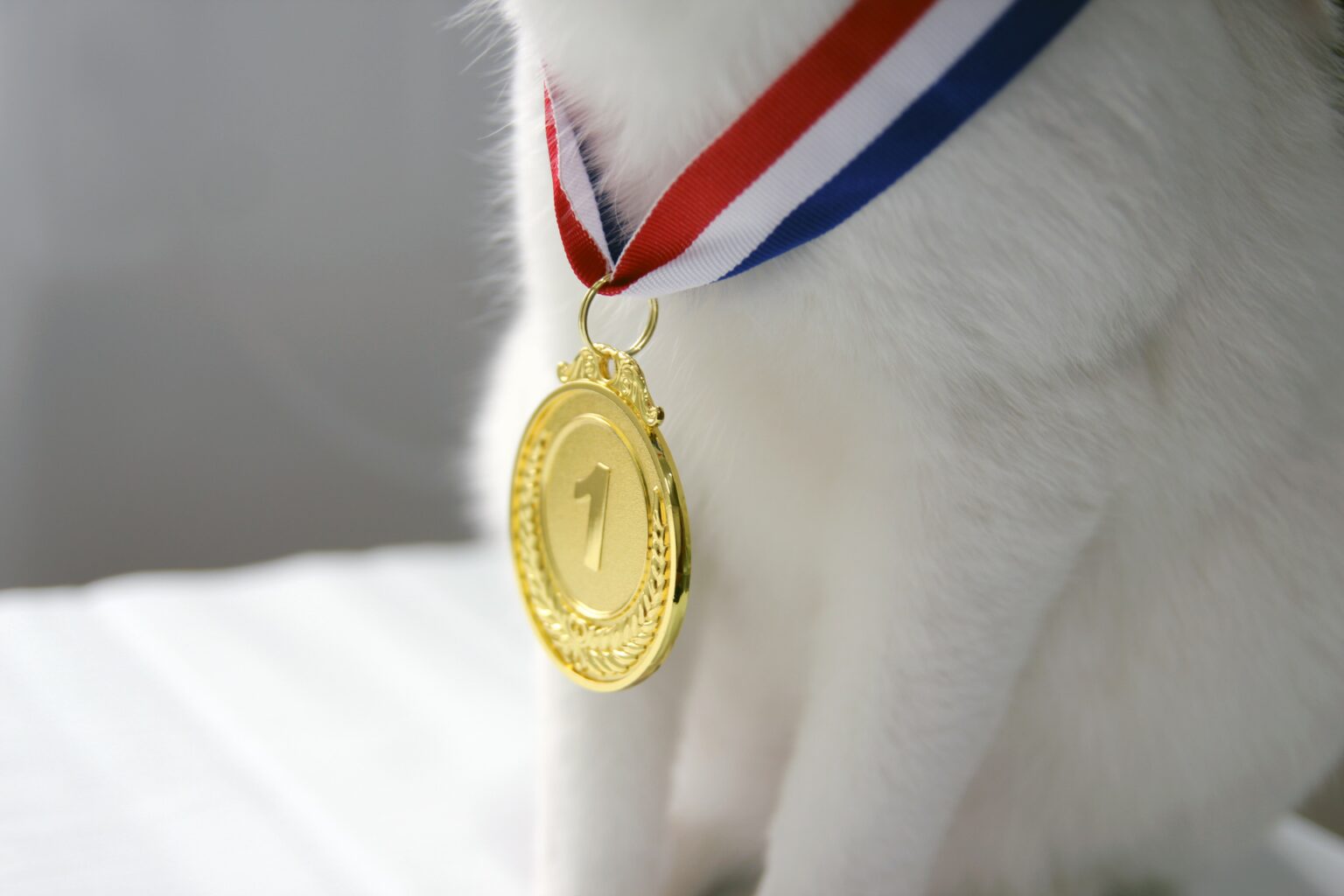 Unveiling the Purr-fect Champions: World Record Cats That Capture ...