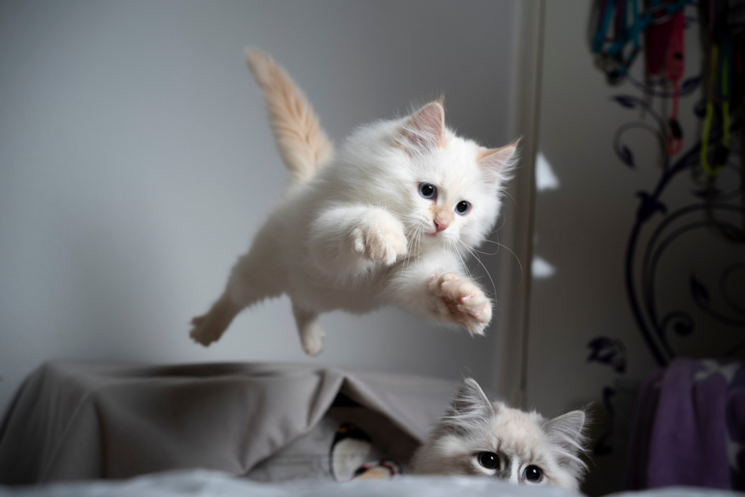 The Physics of Feline Agility: Exploring Why Cats Almost Always Land on ...